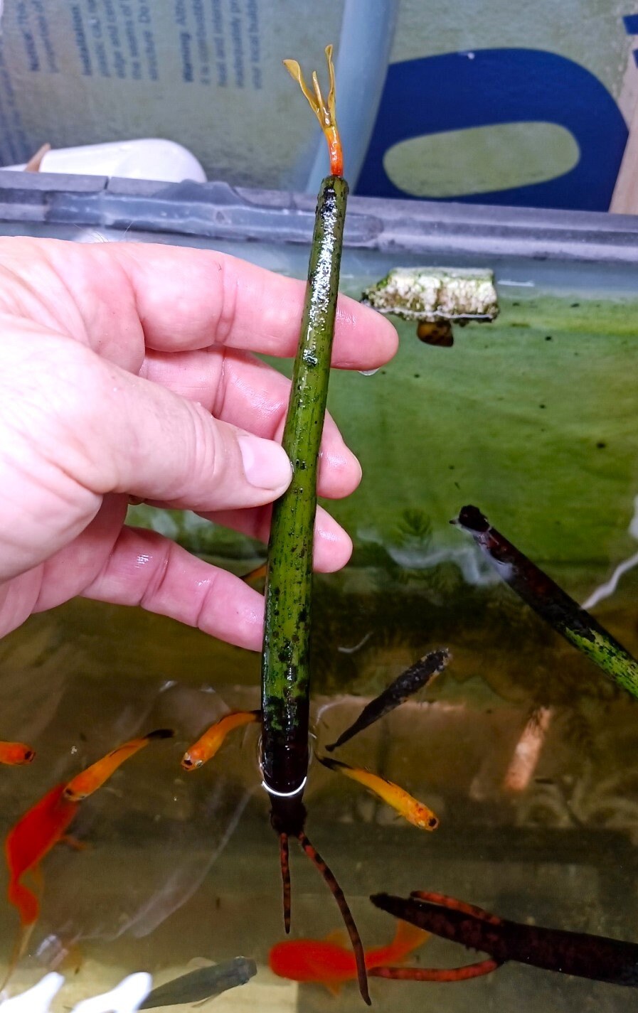 Red Mangrove Propagules, Rhizophora Mangle. for Freshwater, Brackish ...