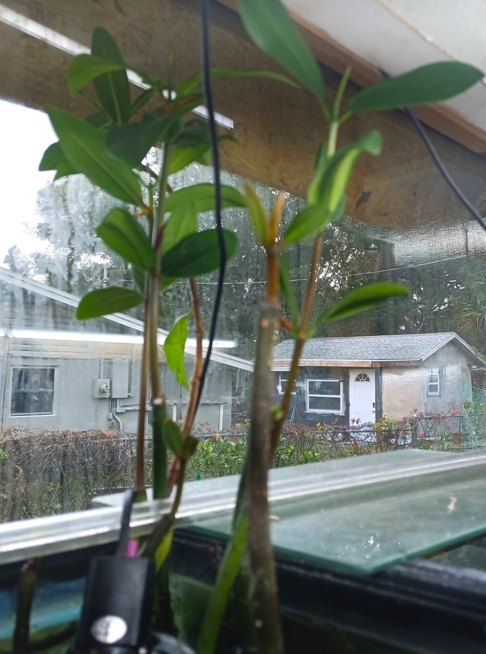 Red Mangrove Propagules, Rhizophora Mangle. for Freshwater, Brackish ...