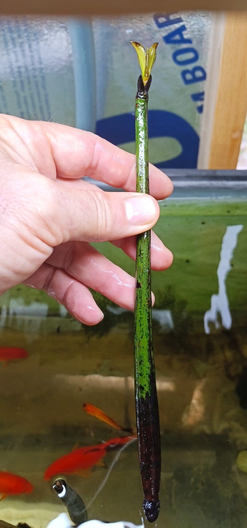 Red Mangrove Propagules, Rhizophora Mangle. for Freshwater, Brackish ...