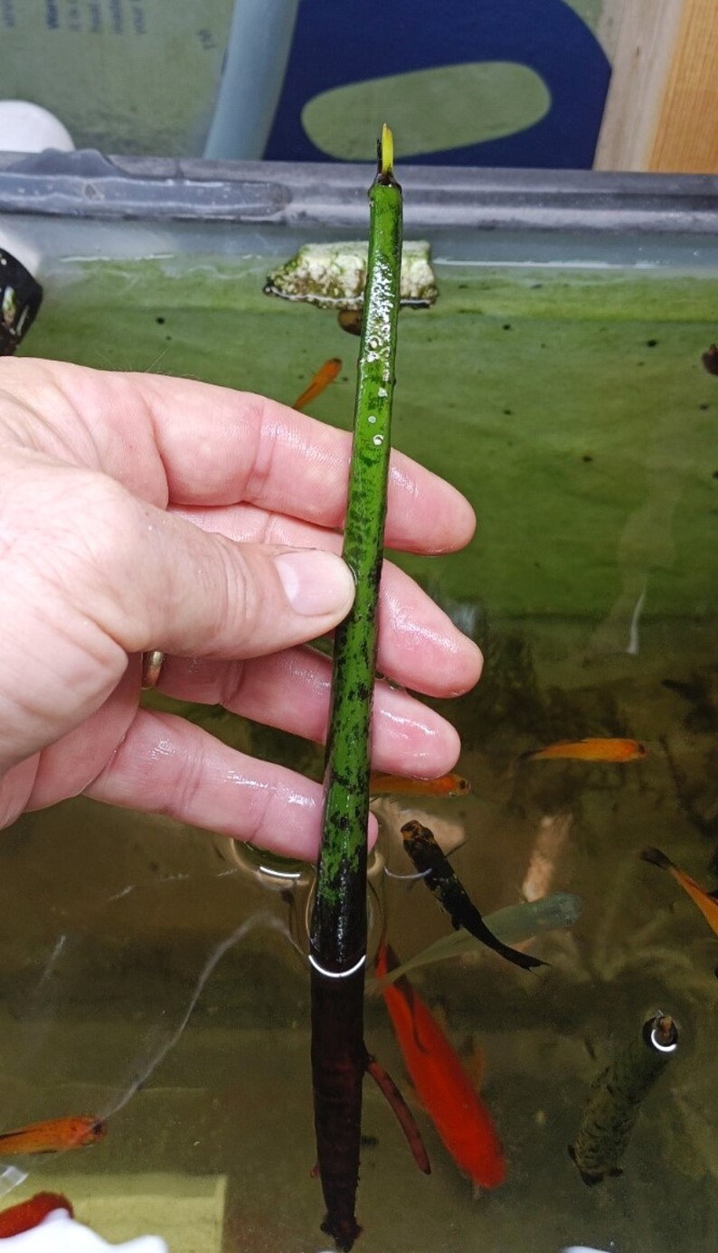 Red Mangrove Propagules, Rhizophora Mangle. for Freshwater, Brackish ...