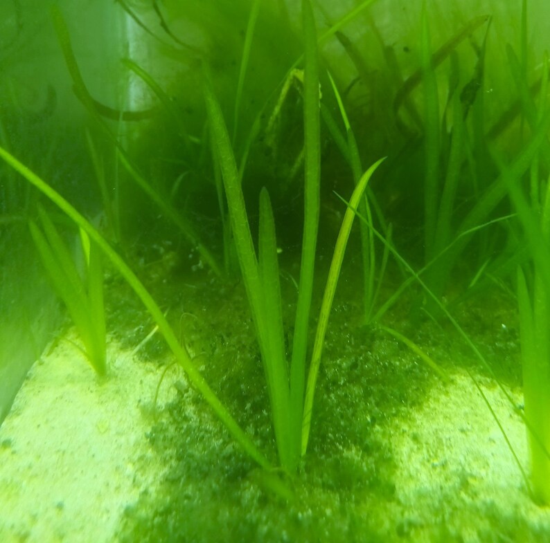 Italian Vallisneria Aquarium/pond Plants - Etsy