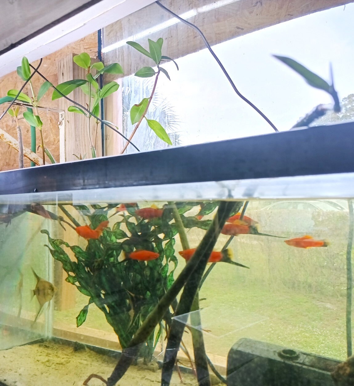 Red Mangrove Propagules, Rhizophora Mangle. for Freshwater, Brackish ...