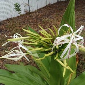 Crinum Asiaticum, Commonly Known as Giant Crinum Lily, Grand Crinum ...