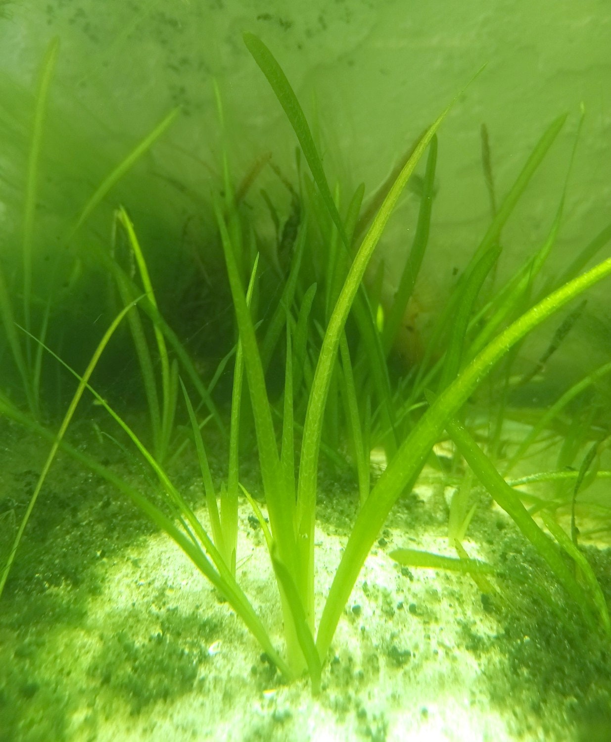 Italian Vallisneria Aquarium/pond Plants - Etsy