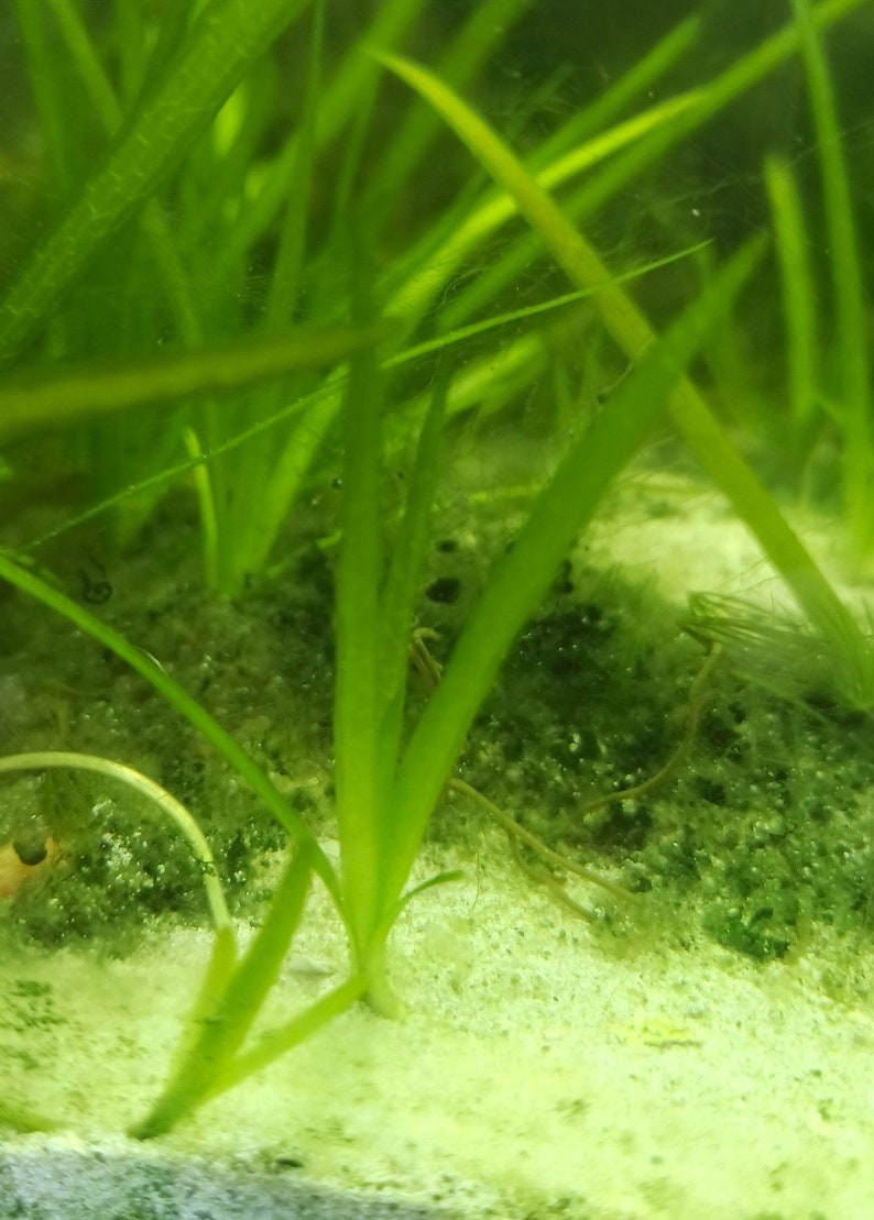 Italian Vallisneria Aquarium/pond Plants - Etsy