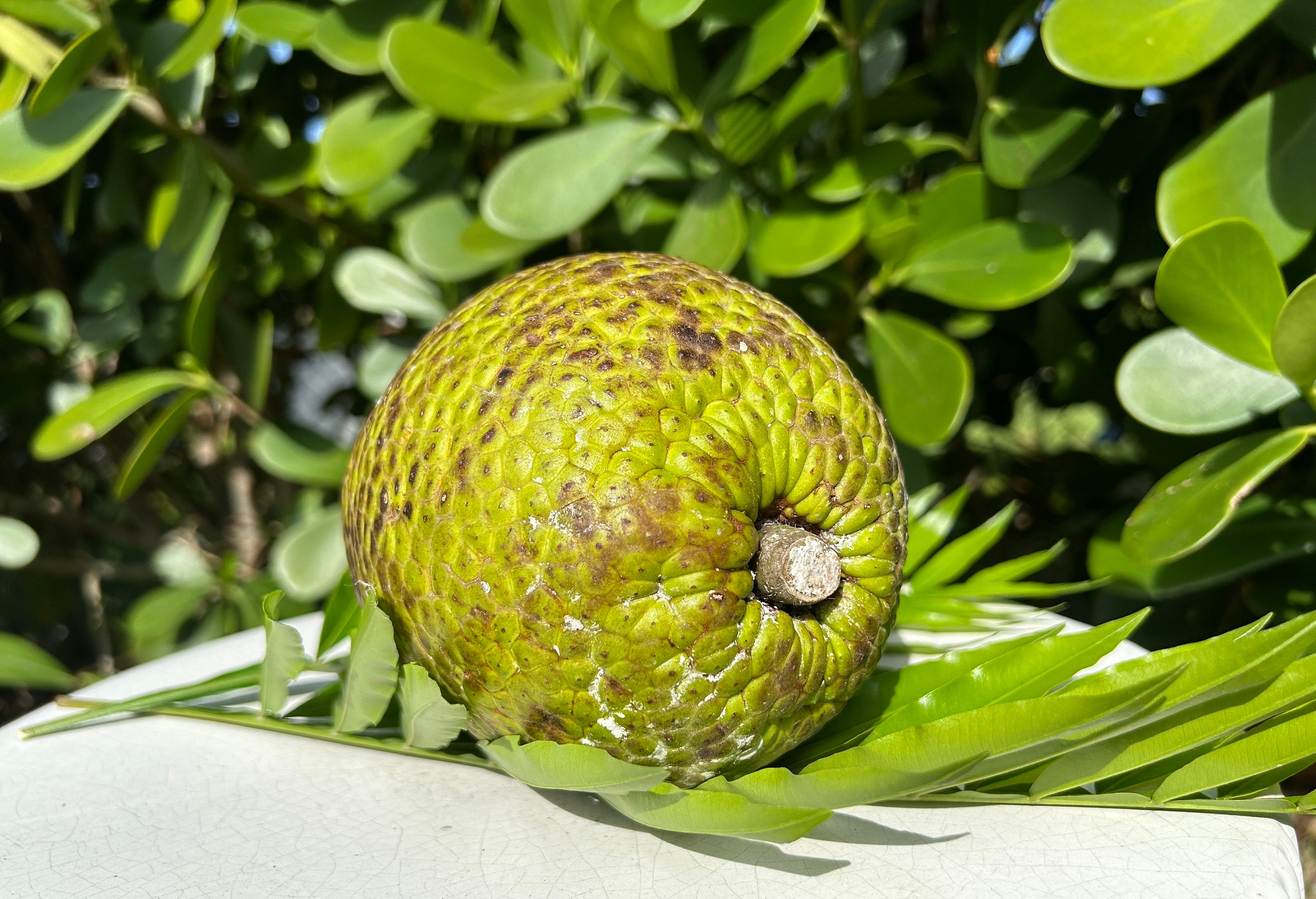 Organic Breadfruit/ulu/pana, Exotic Fruit 1lb Large Fruit 1 6lbs Box ...