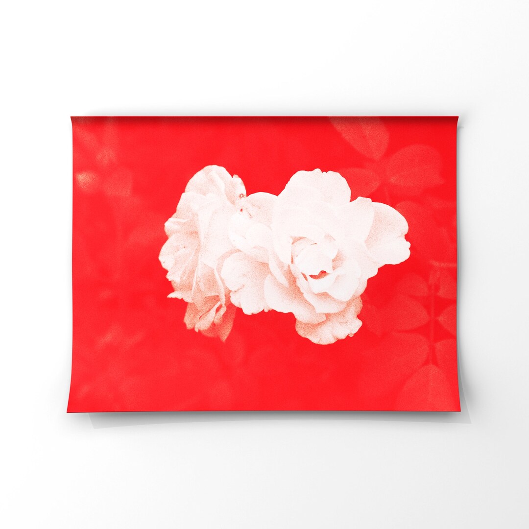 Redscale Rose Photography Print: Transparent Paper, A3 (13”x19”) - Etsy
