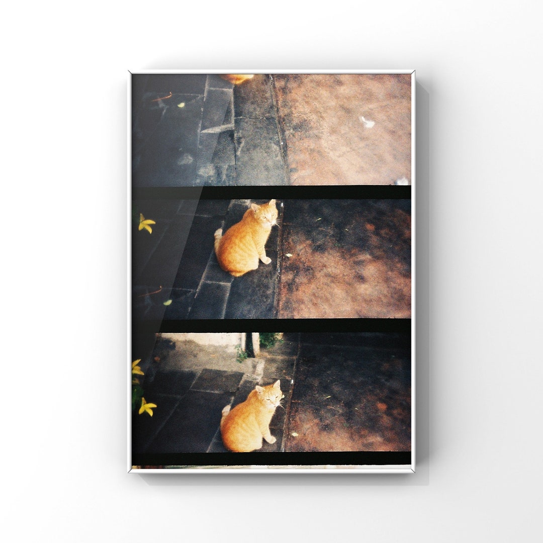 Istanbul Series, Cat Photo, Istanbul Cats, Limited Analog Photography ...