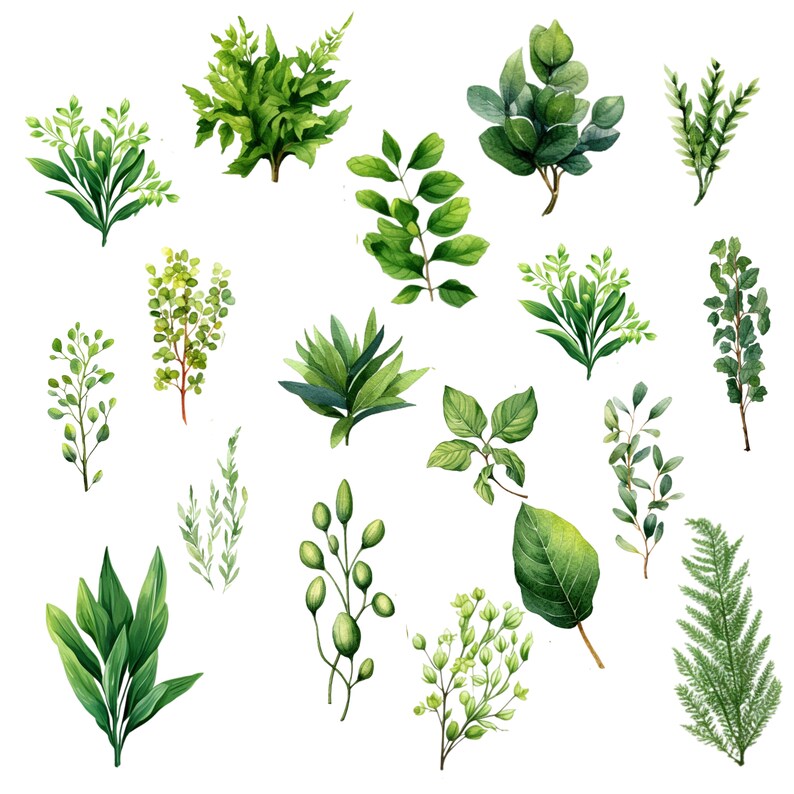 Greenery Watercolor Clipart,botanical Clipart,watercolor Clipart ...