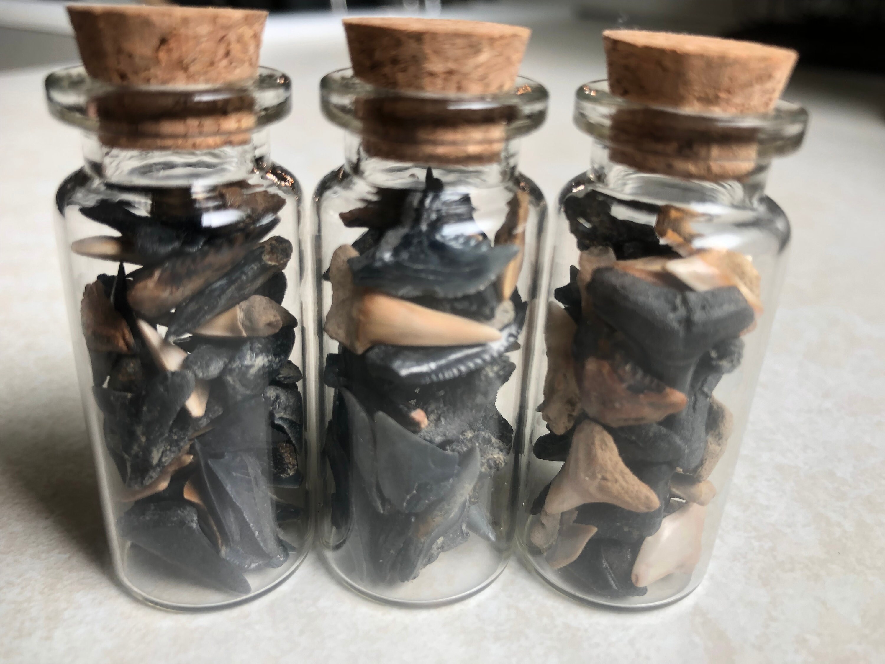 Vile of 30-50 Fossilized Shark Teeth - Etsy