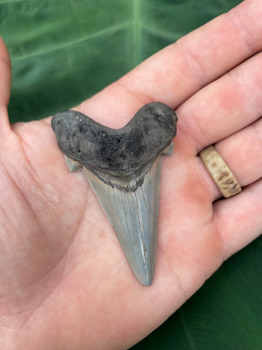 Angustiden Shark Tooth Fossil 3 Inches - Etsy
