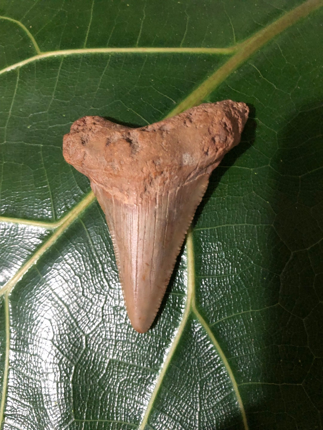 Rare Brown Genuine Megalodon Shark Tooth Fossil 2.5 Inches - Etsy