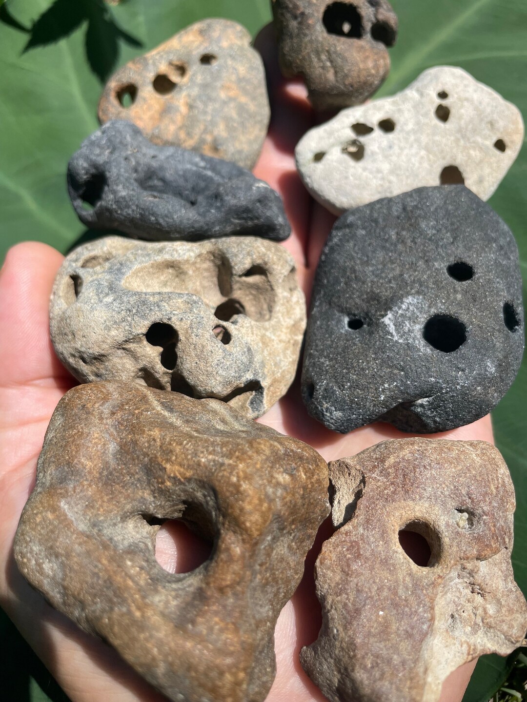 10 Assorted (large Size) Natural Hag Stones - Etsy