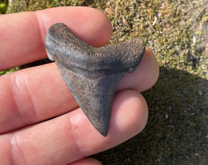 Angustiden Shark Tooth Fossil 1.8 Inches - Etsy