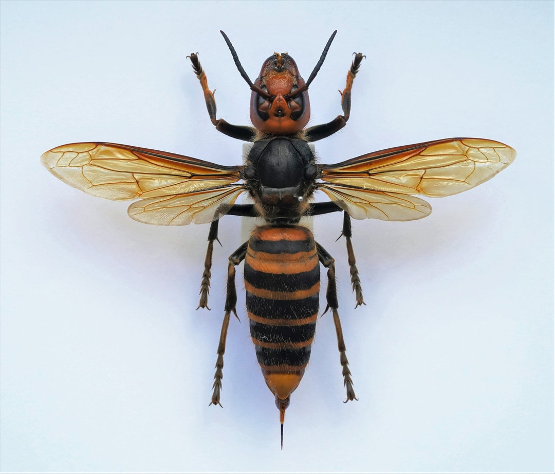 One Real Murder Hornet Queen A1 Specimen pinned & Mounted Vespa ...