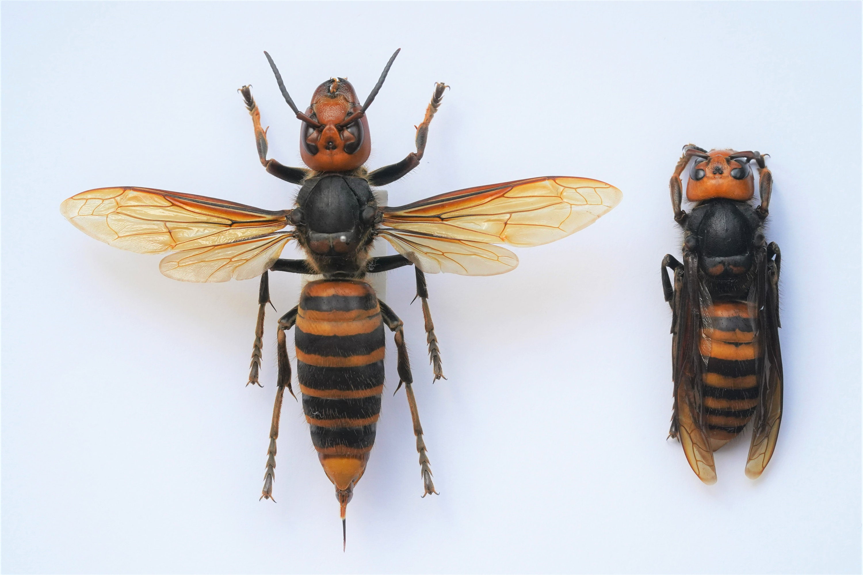 One Real Murder Hornet Queen A1 Specimen unmounted Vespa Mandarinia ...