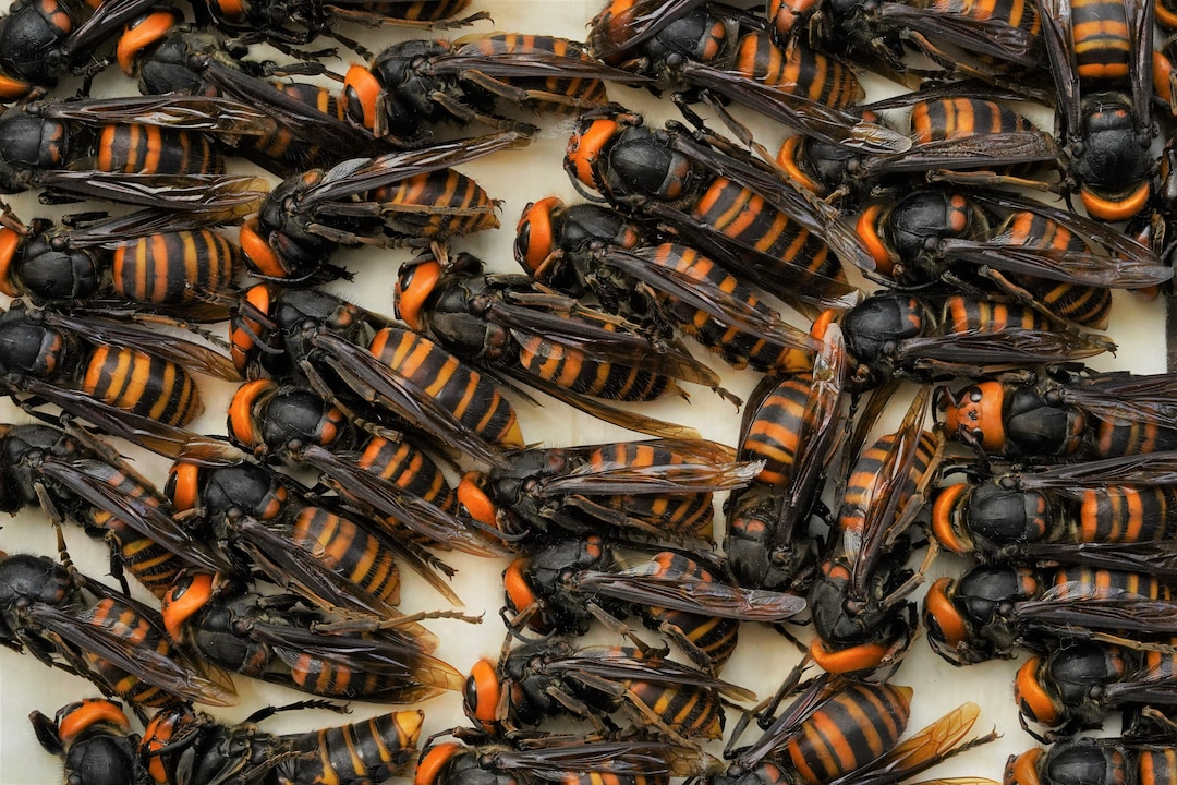 One Real Murder Hornet Queen A1 Specimen unmounted Vespa Mandarinia ...