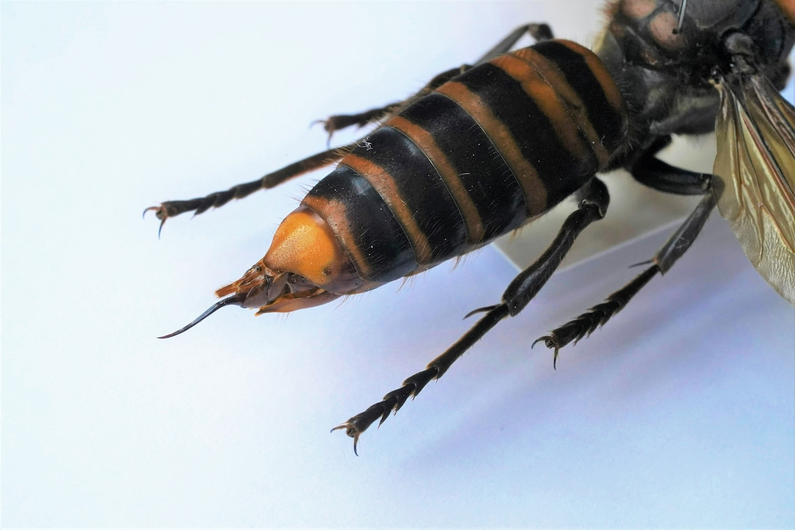 One Real Murder Hornet Queen A1 Specimen pinned & Mounted Vespa ...