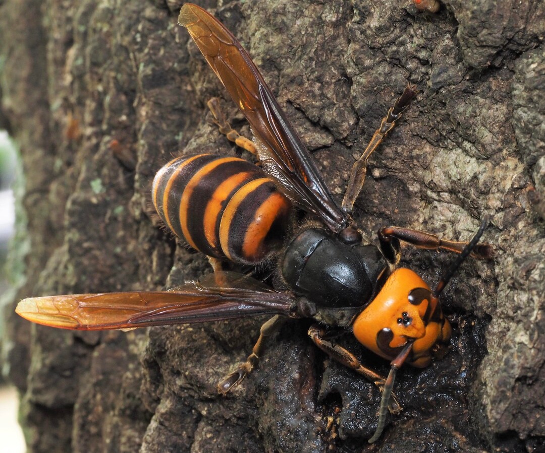 One Real Murder Hornet Queen A1 Specimen unmounted Vespa - Etsy