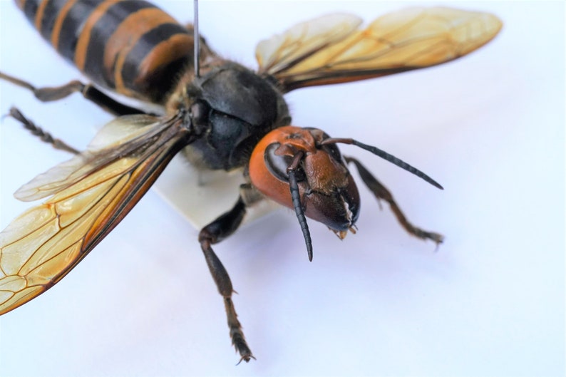 One Real Murder Hornet Queen A1 Specimen pinned & Mounted Vespa ...