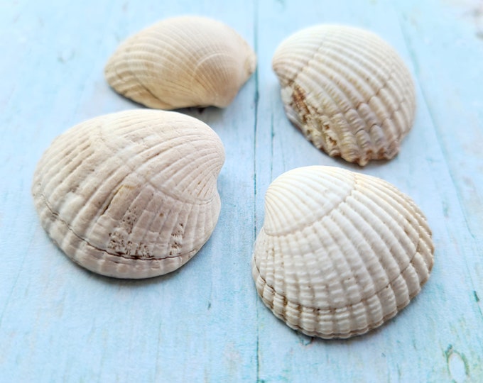 Set of 4 Cockle Shells - Small - Etsy