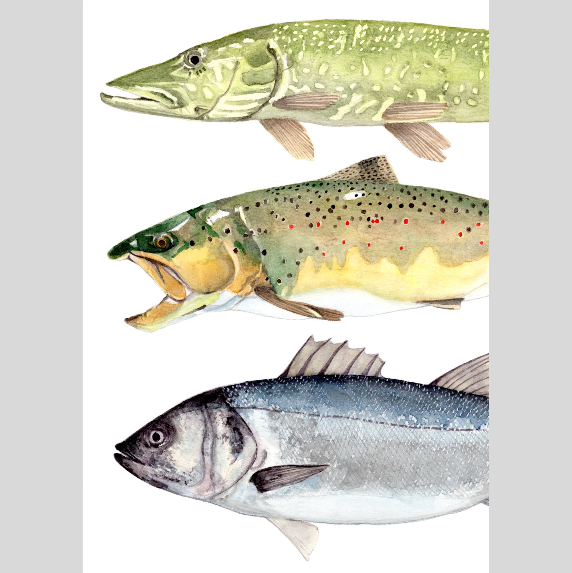 Fish (pike, Trout, Sea Bass) as Watercolor Painting, Digital Product ...