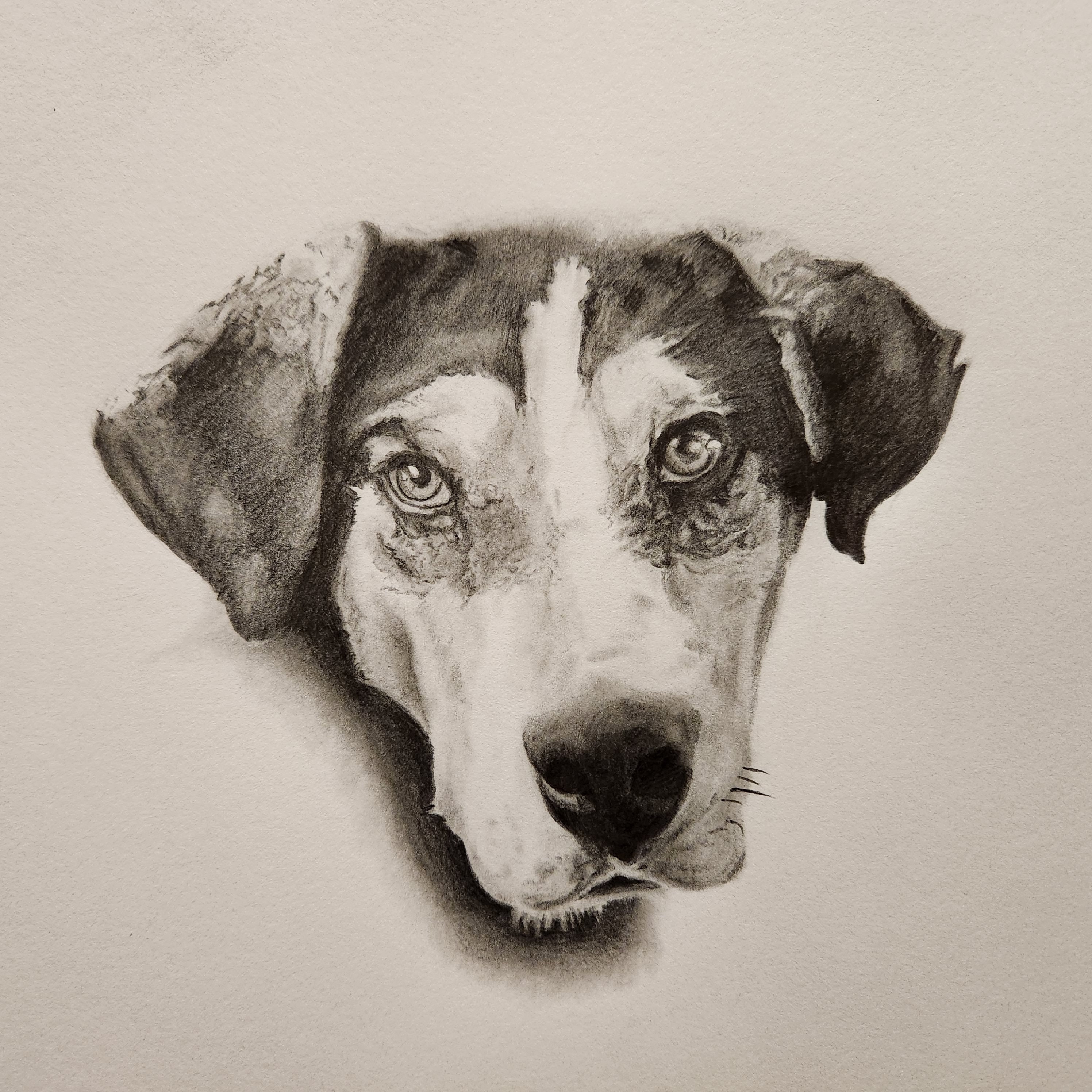 Dog Portrait, Drawings, Animals, Dog, Coloured Pencil, Art, Pet Art ...
