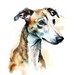 Whippet Watercolor Clipart, Ai Art Print, Instant Download for Print on ...