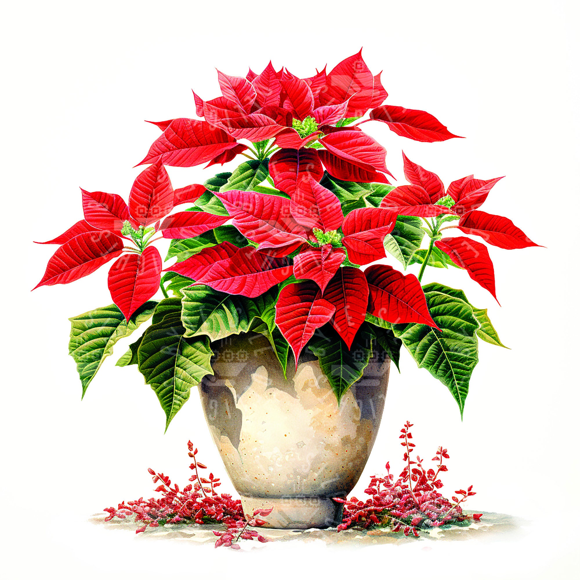Poinsettia Watercolor Paintings for Instant Download for Print-on ...