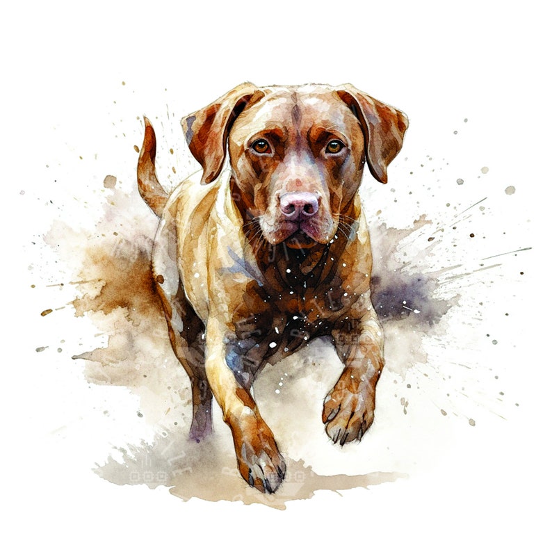 Labrador Watercolor Clipart, Ai Art Print, Instant Download for Print on Demand and Other Craft ...