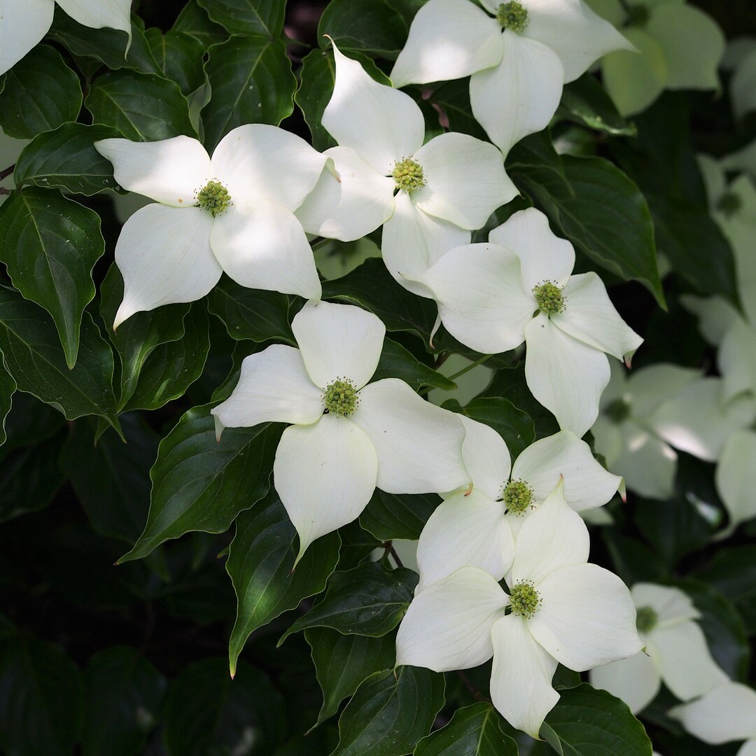 Chinese Dogwood / Kousa cornus Kousa korean Dogwood - Etsy