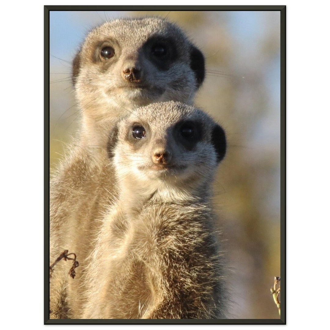 Cute Meerkats Print. Premium Matte Paper Metal Framed Poster. Free ...