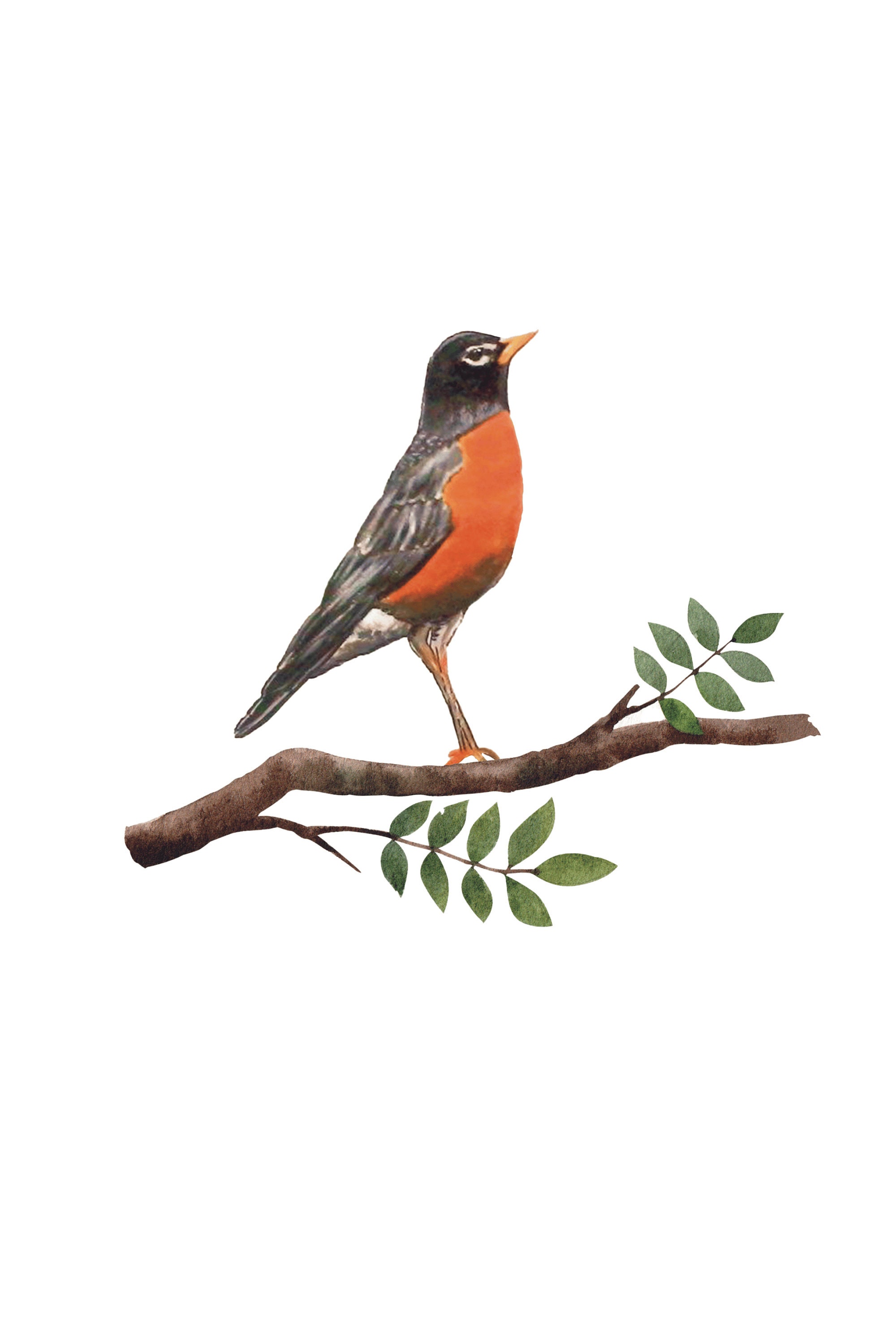 Bird Print, Robin Wall Art, Robin Art Print, Red Robin Wall Art ...