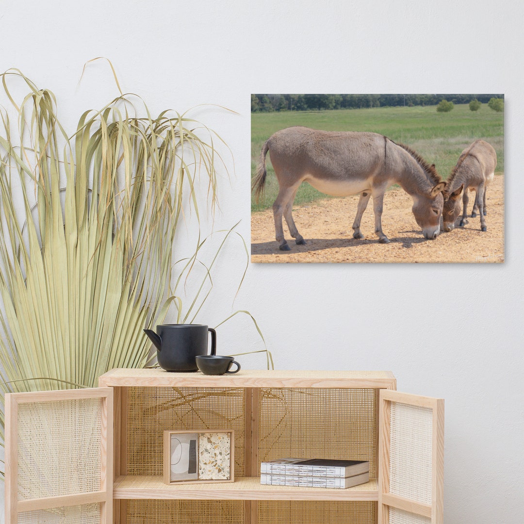 Calm Como Donkey - Matte Finish - 24" X 36" Canvas - Mississippi - Wall ...