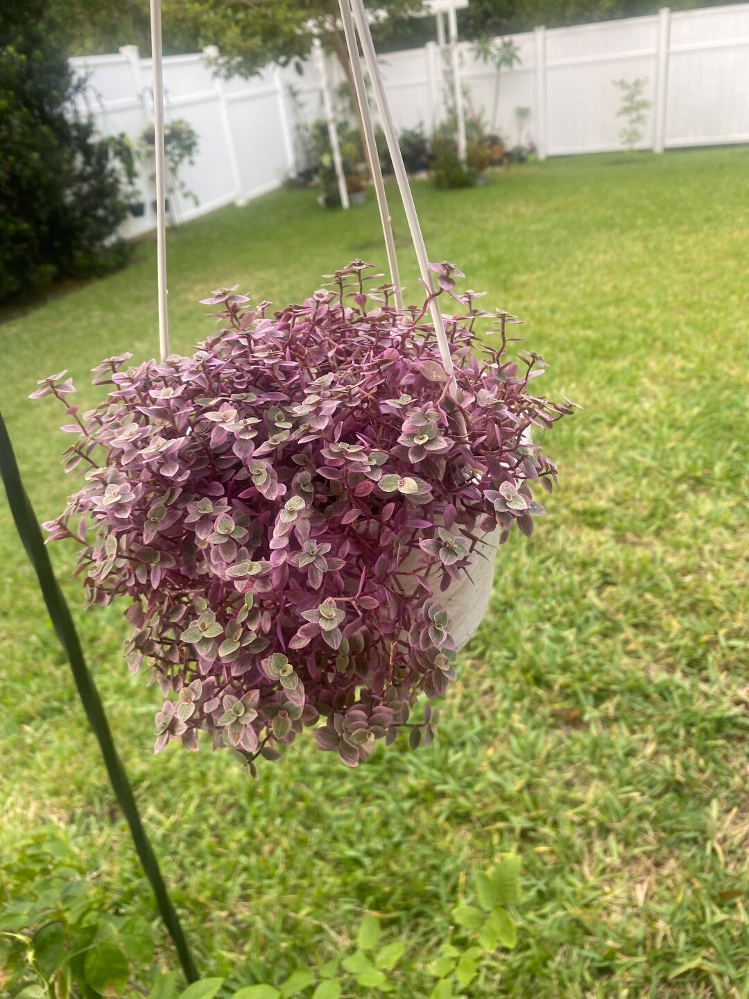 1 Cute Mini Pink Panther Tradescantia in 6 Pot - Etsy
