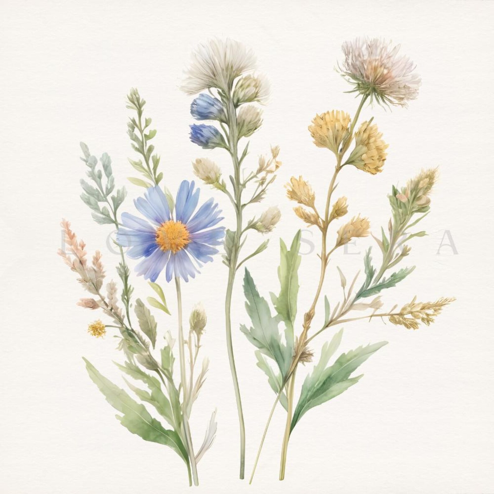 Watercolor Wildflower PNG, Dried Flowers Clipart, Botanical Clipart ...