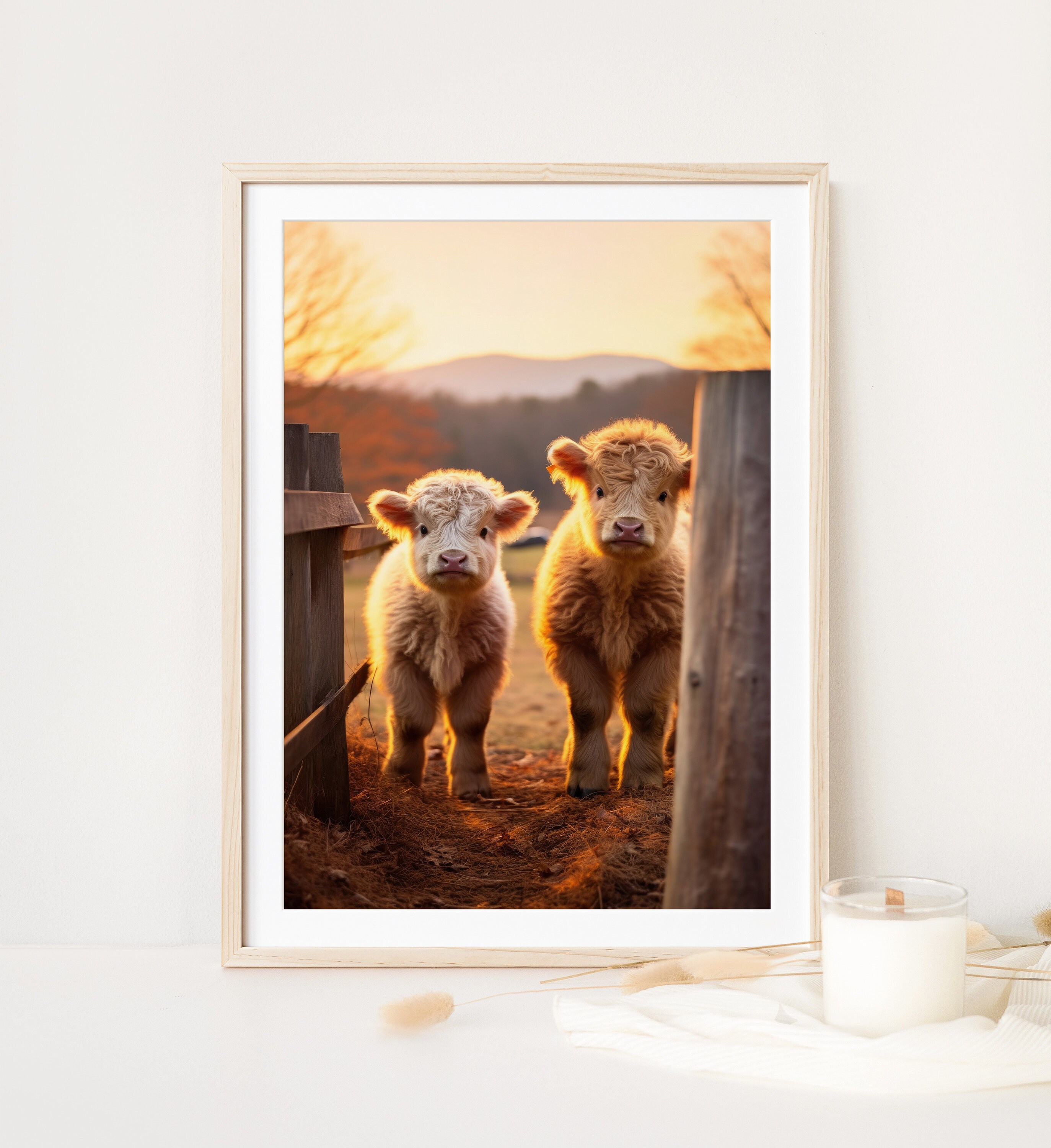 Highland Cows Sunlit Portrait Farmhouse Highland Cow Portrait Cow ...