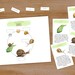 Minibeast Life Cycle Activity: Homeschool Nature Unit (PDF Pattern) - Etsy