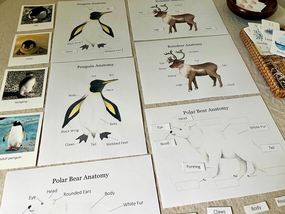 Winter Unit Study, Winter Activity Bundle, Winter Learning, Winter ...