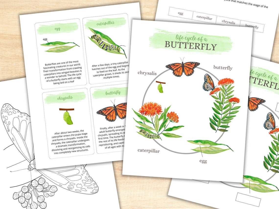 LIFE CYCLE of a BUTTERFLY, Butterfly Printable Activity Pack ...