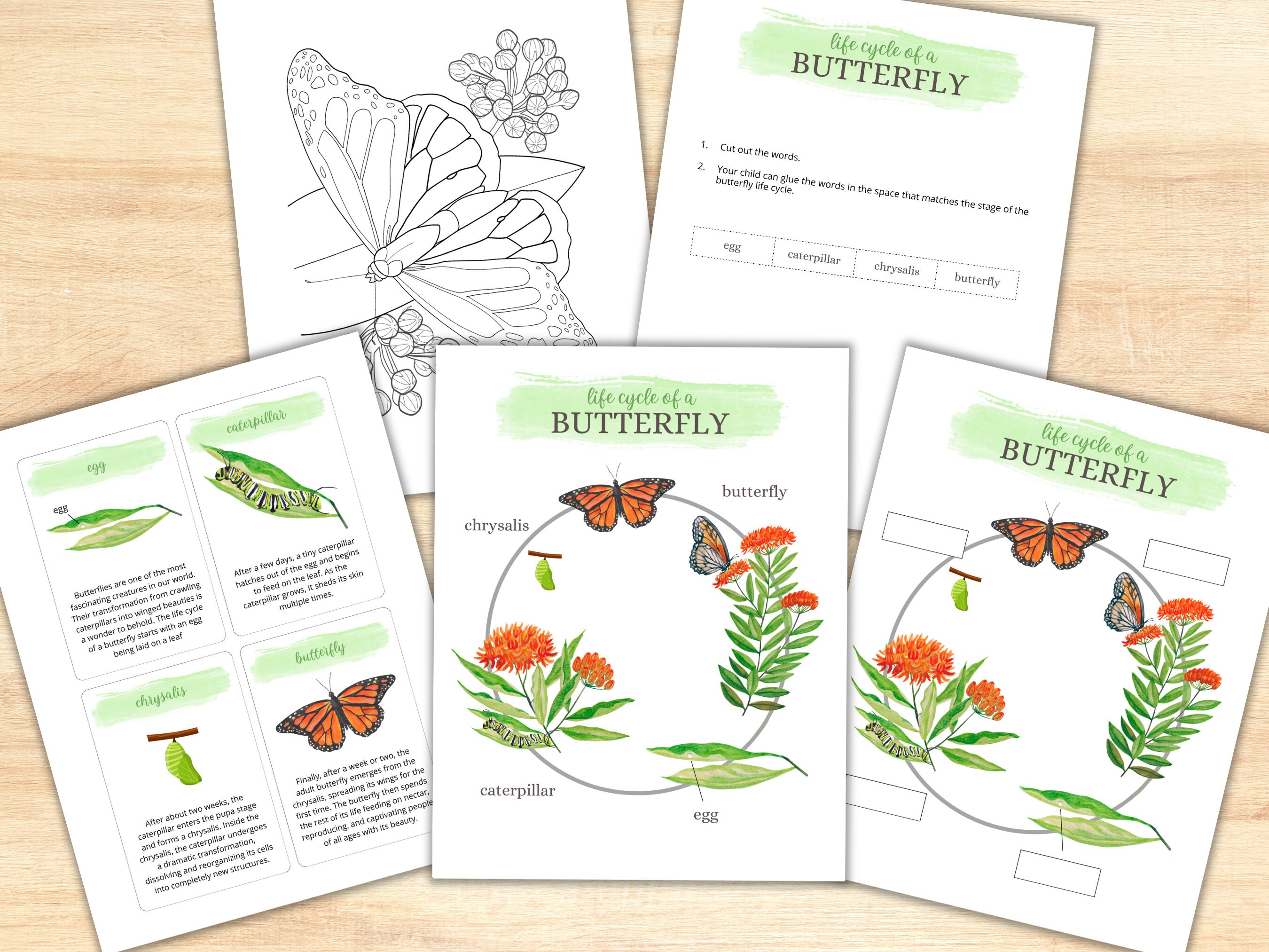 LIFE CYCLE of a BUTTERFLY, Butterfly Printable Activity Pack ...