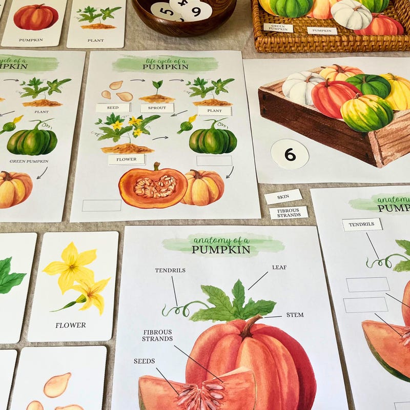 Parts of a Pumpkin - Etsy