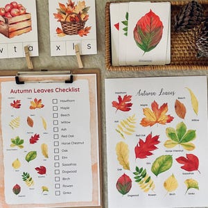 Fall Homeschool Printables: Autumn Nature Study, Leaf Identification ...