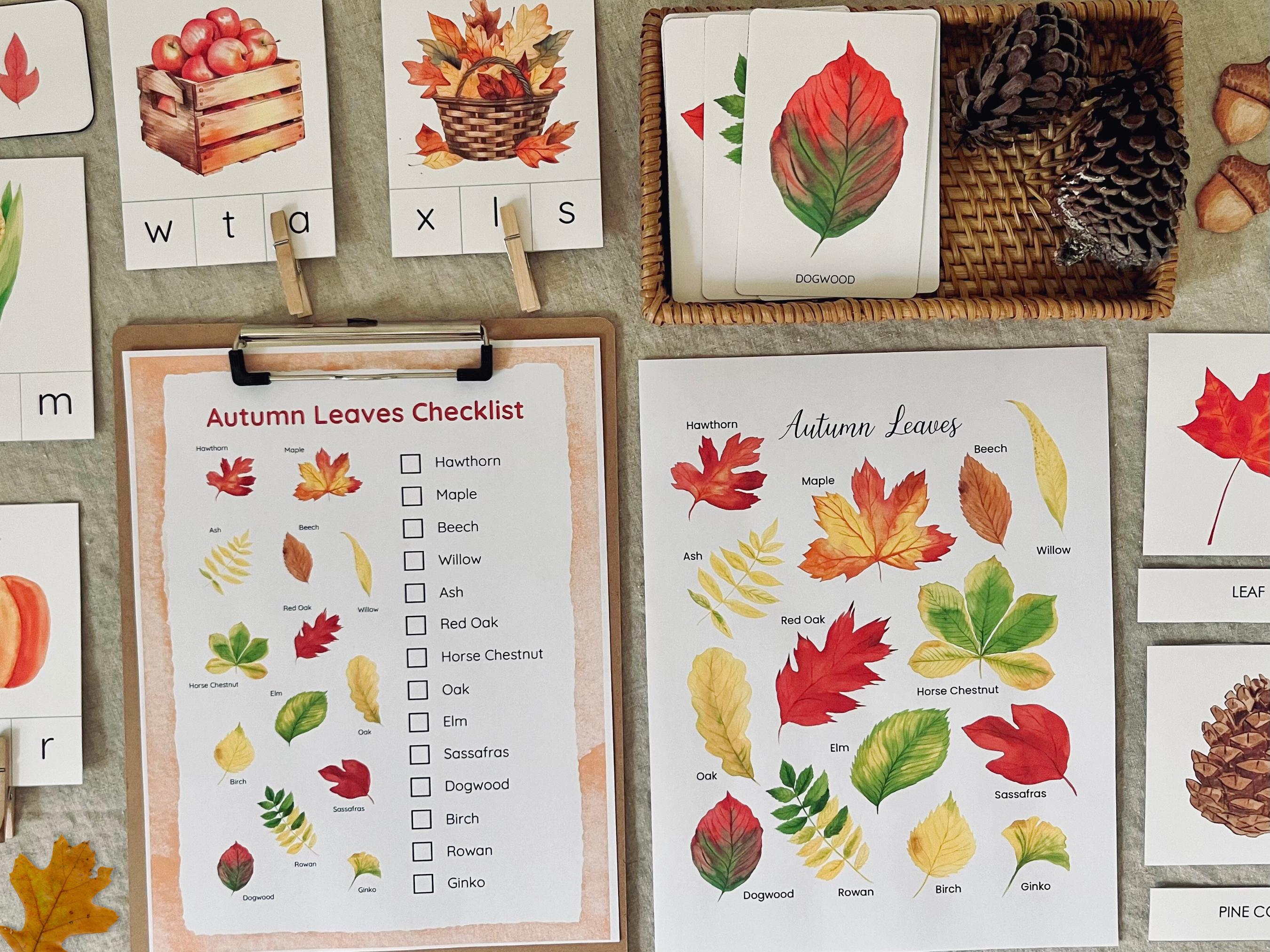 Fall Homeschool Printables: Autumn Nature Study, Leaf Identification ...