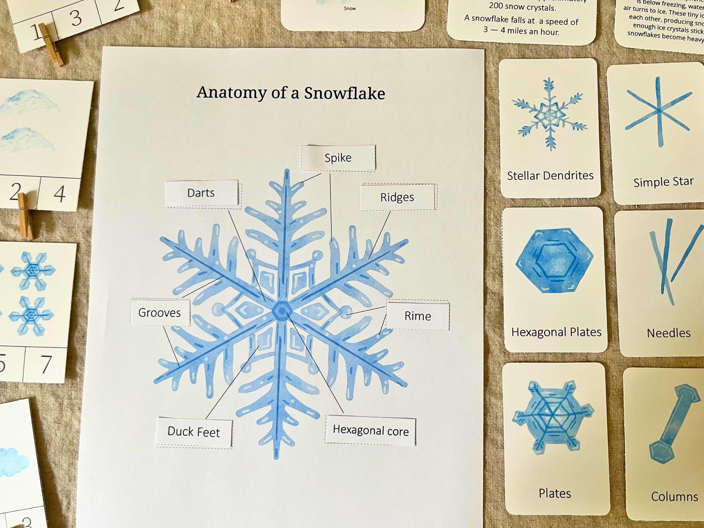 Snowflake Unit Study, Homeschool Worksheets, Snowflake Activity Sheets ...