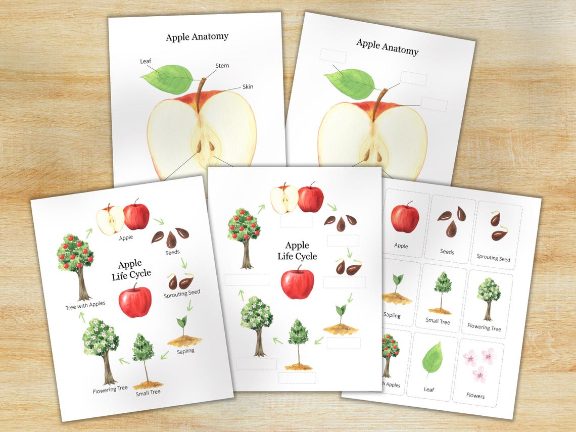 Apple Unit Study Homeschool Printable, Apple Life Cycle Worksheets ...