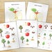 Apple Unit Study Homeschool Printable, Apple Life Cycle Worksheets ...