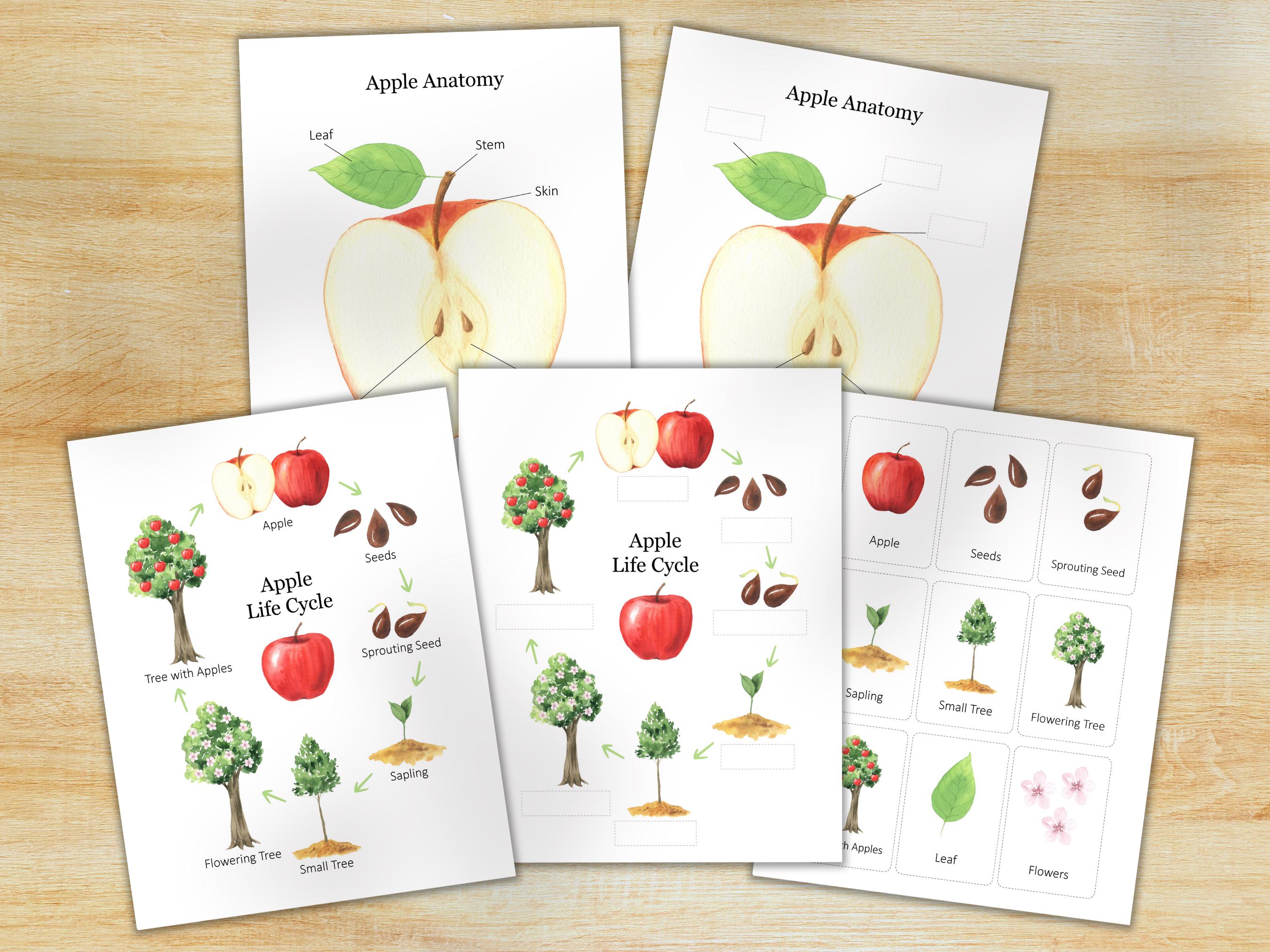Apple Unit Study Homeschool Printable, Apple Life Cycle Worksheets ...