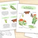 Garden Unit Study, Gardening Activity Pack, Spring Garden Bundle ...