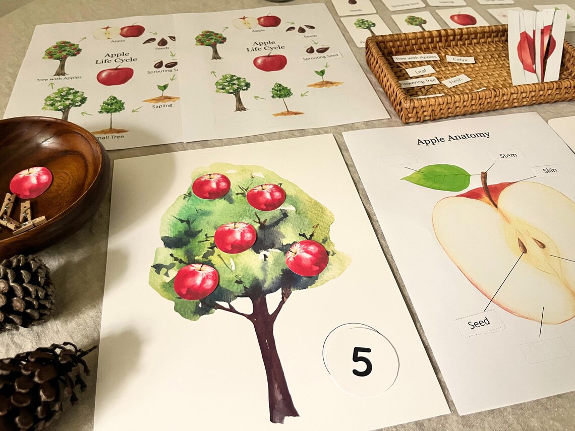Apple Unit Study Homeschool Printable, Apple Life Cycle Worksheets ...